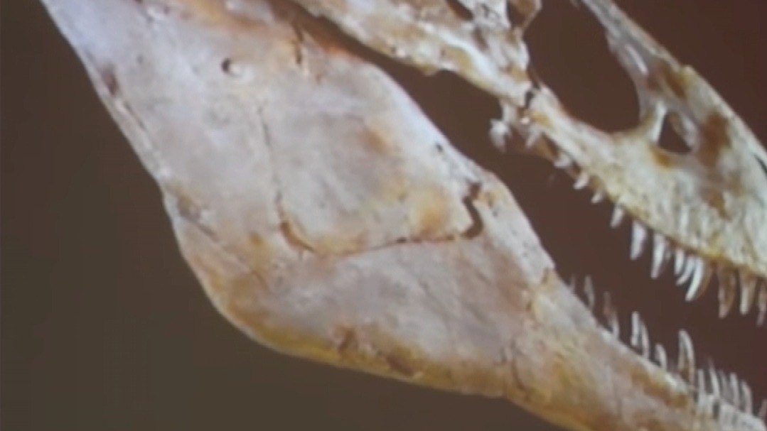 Jersey Zoo shows off T-Rex skeleton and other animal skulls this ...