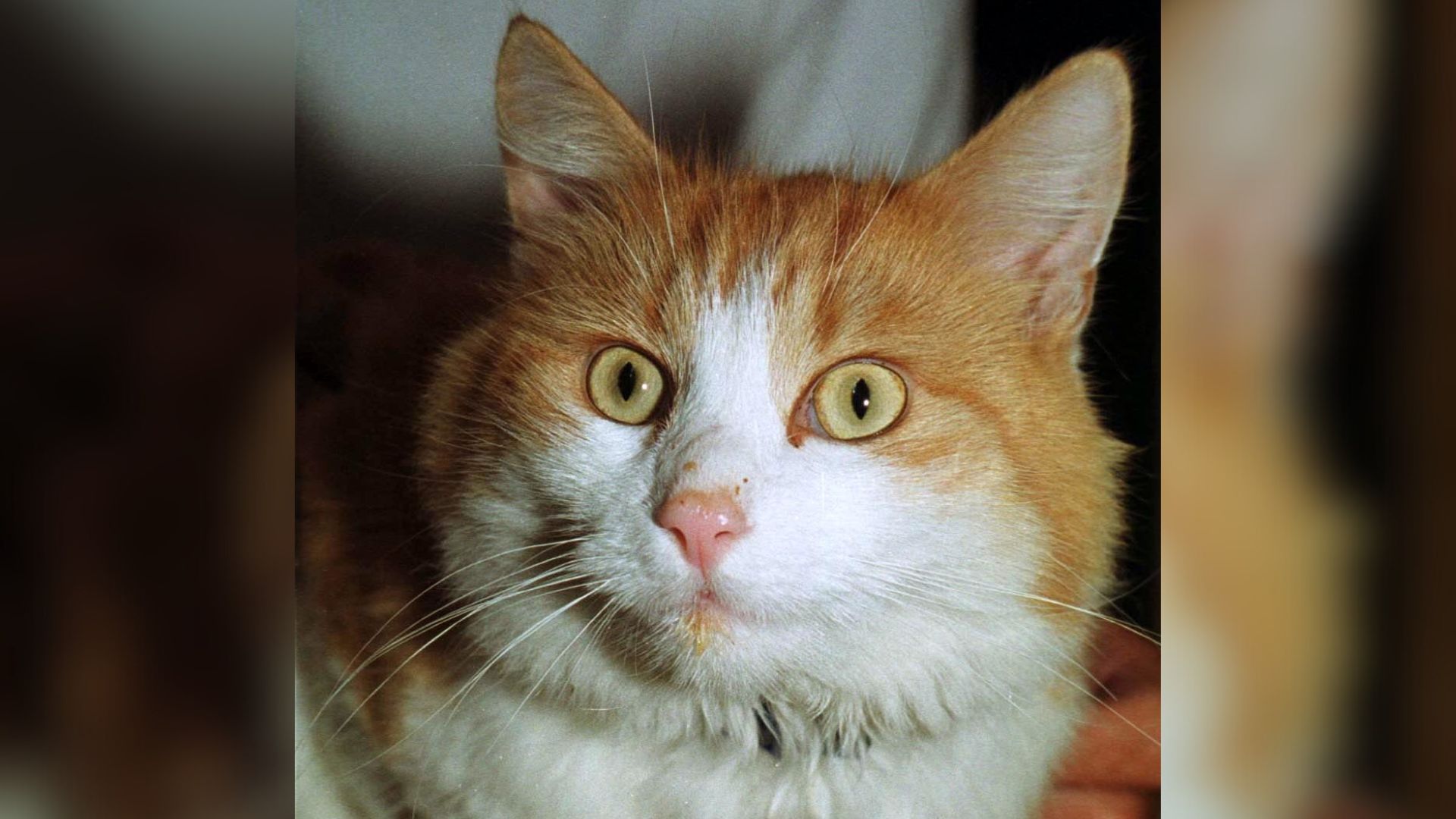 Beheaded pet cat found dumped on grave in Cambridgeshire | ITV News Anglia