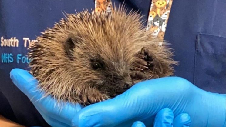 Nurses help sick hedgehog found wandering in South Tyneside hospital's emergency department ...
