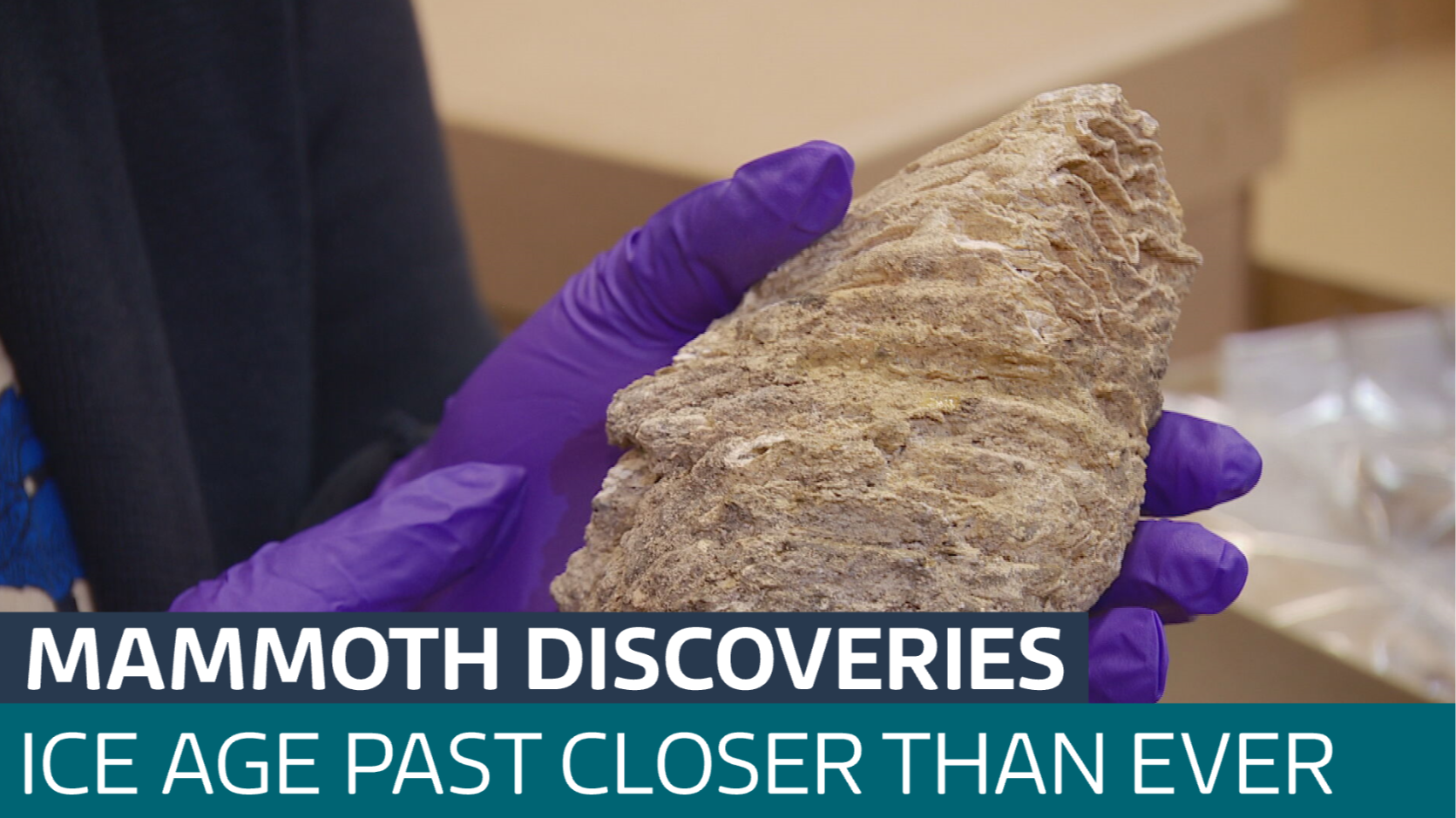 Hundreds of animal bones reveal how Neanderthals hunted and survived ...