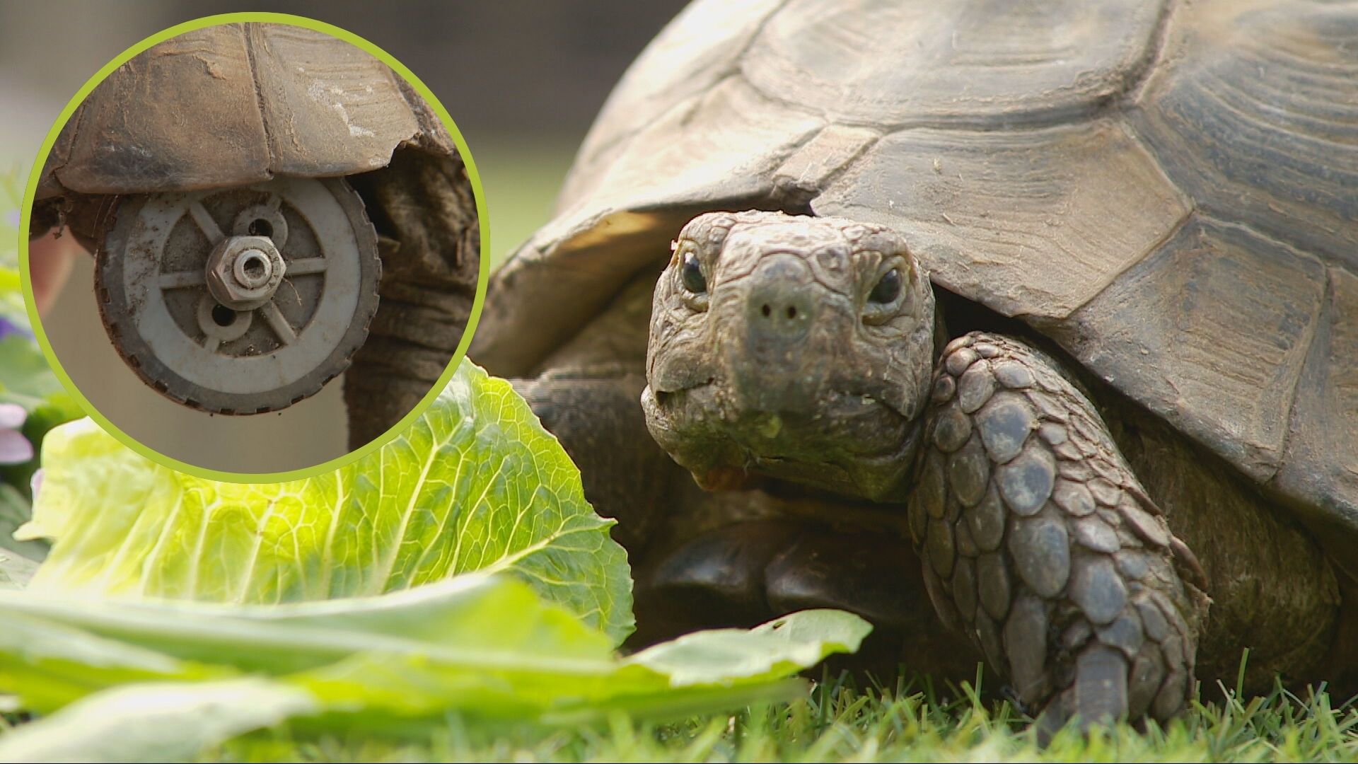 Meet Boris: The 60-year-old tortoise using a Lego wheel to keep him ...