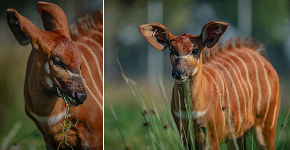 Rare and 'incredibly precious' African forest antelope born at Chester ...