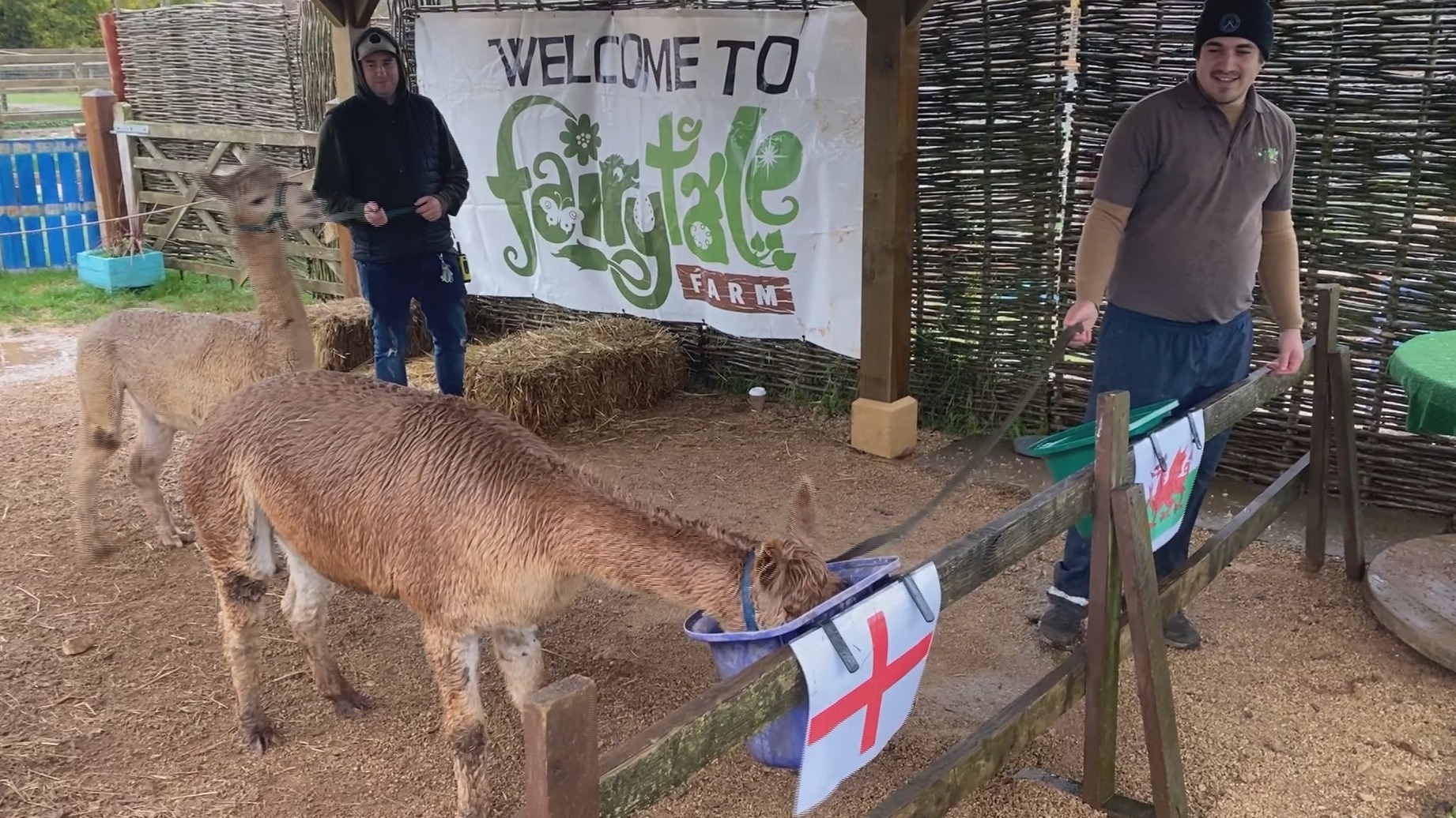 Oxfordshire alpaca predicts England football World Cup loss and Wales ...
