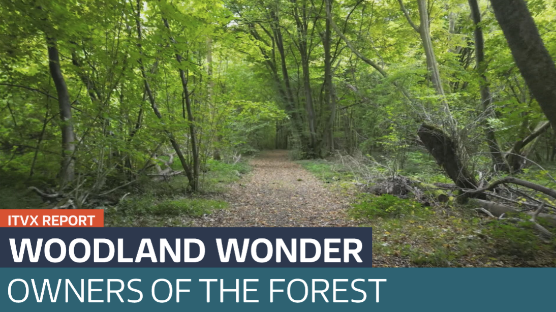 Meet the new woodland owner watching Autumn transform her own corner of ...