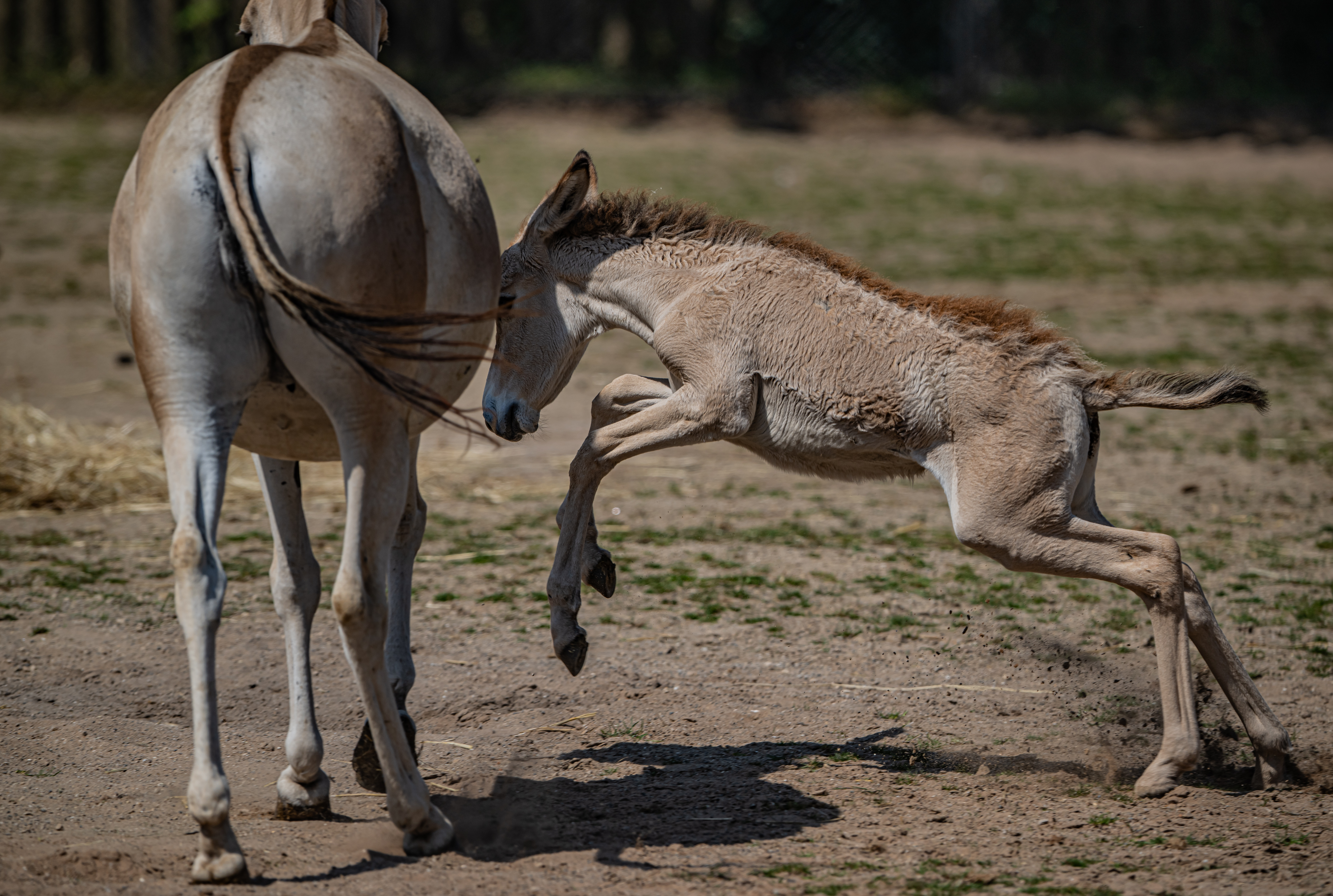 Conservationists at Chester Zoo celebrate birth of 'incredibly rare ...