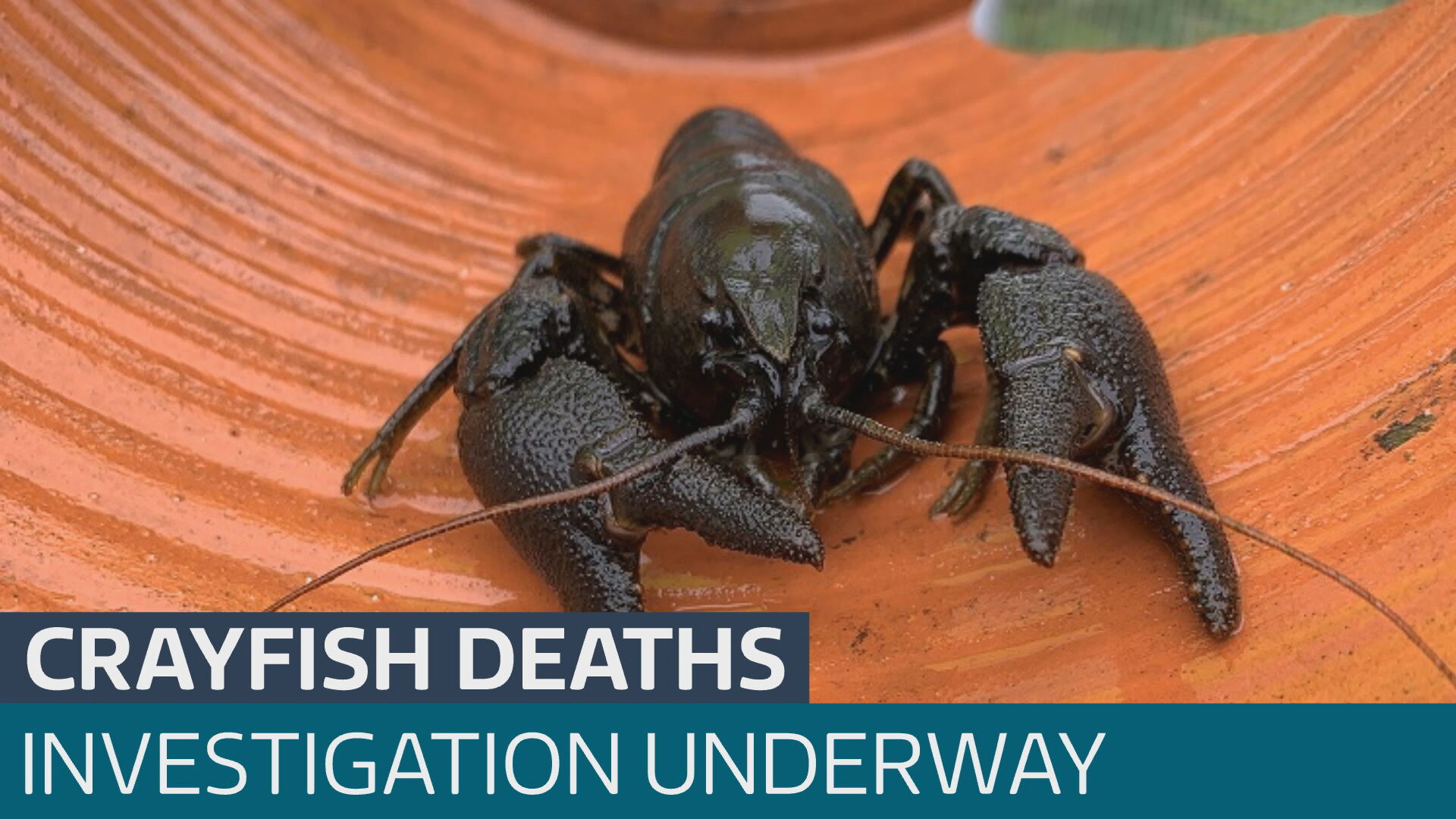 Investigation launched into deaths of endangered crayfish in ...