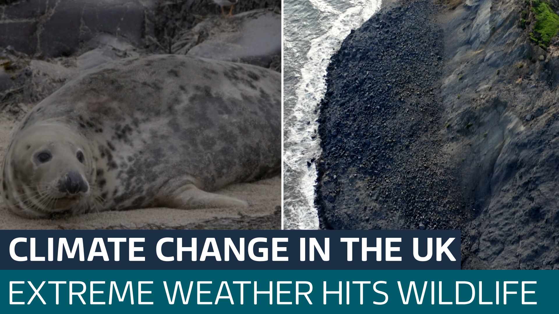 National Trust warns climate change is causing 'chaos' for UK's nature ...