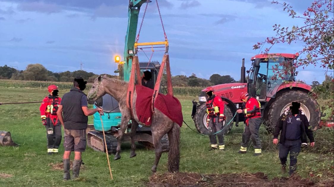 Lengthy rescue mission launched for horse stuck in water-filled ditch ...
