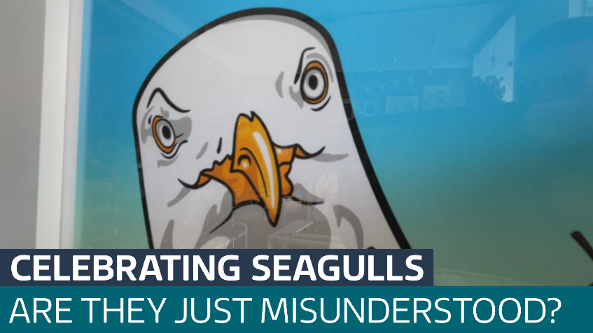 Seagull exhibition: Seaside menace or simply misunderstood? - Latest ...