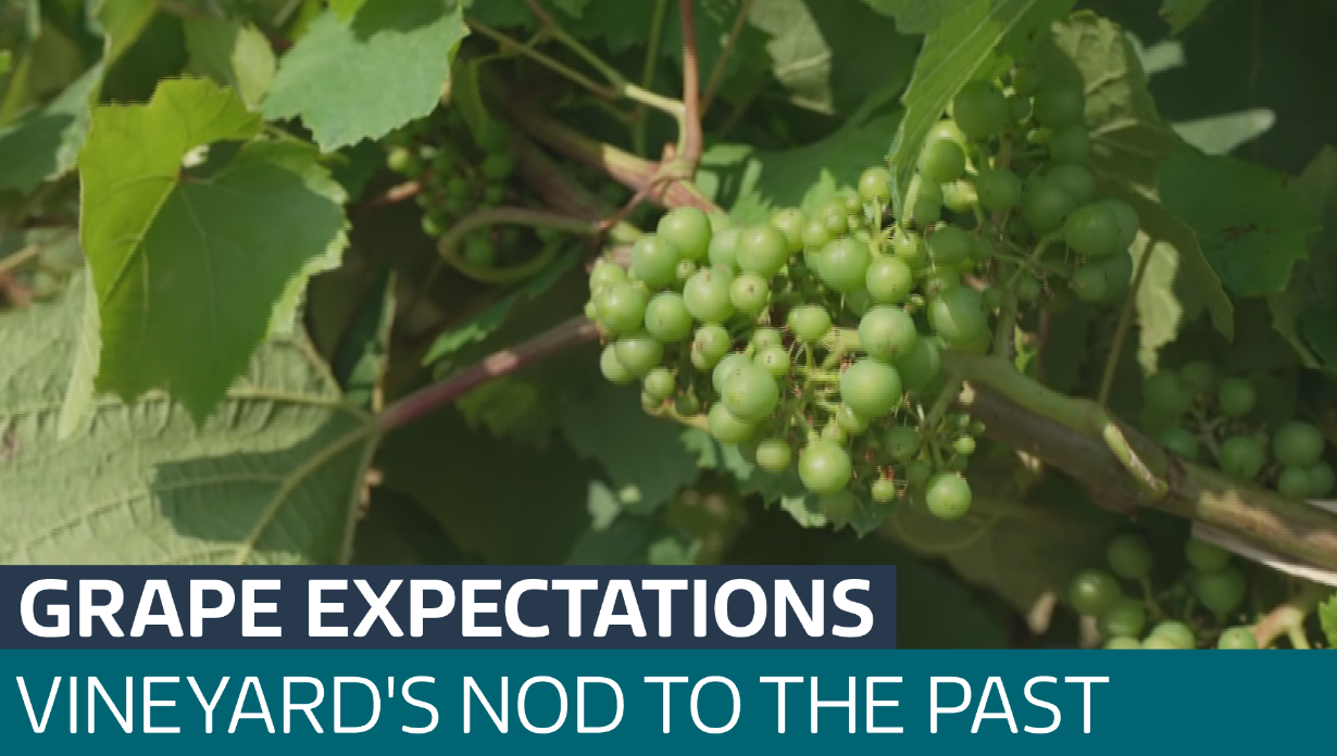 How modern vineyard is reviving ancient Roman tradition of viticulture ...