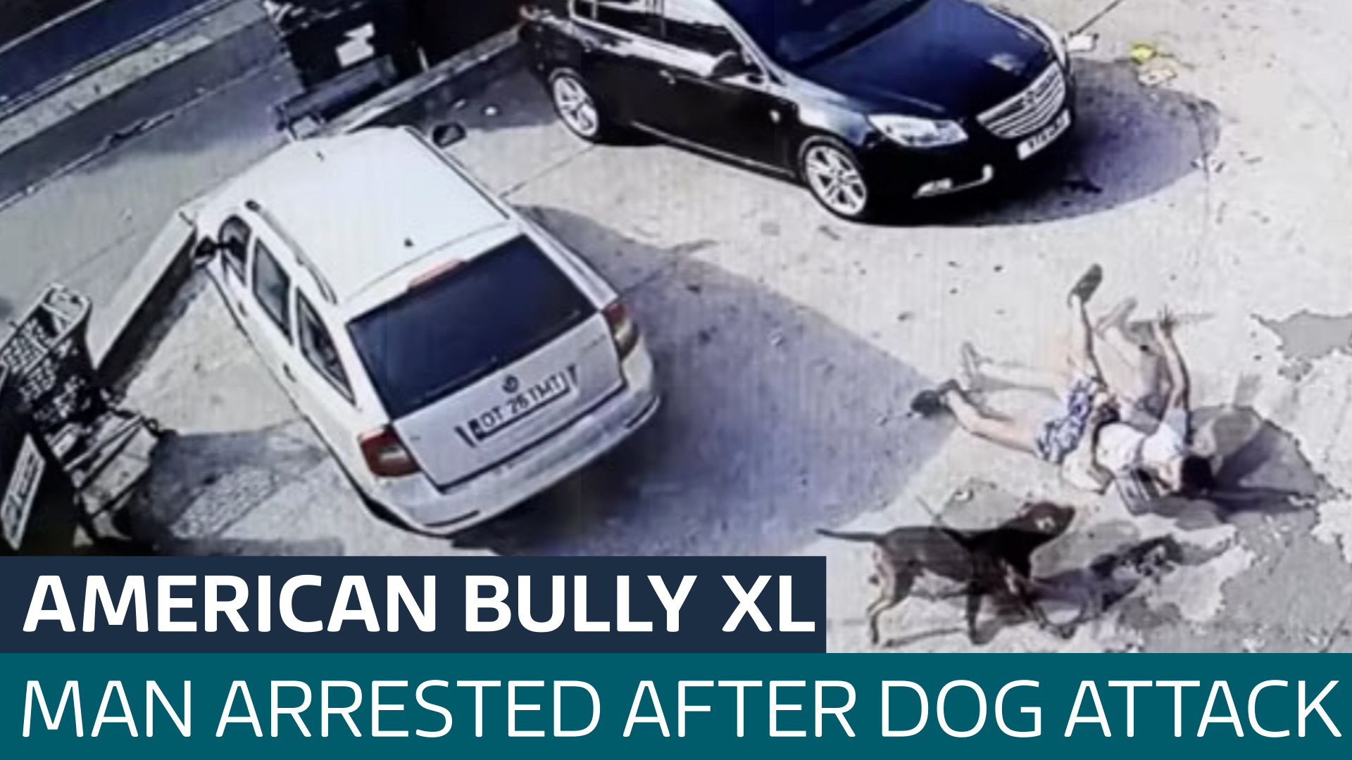 Owner of dog that attacked an 11-year old in Birmingham arrested ...