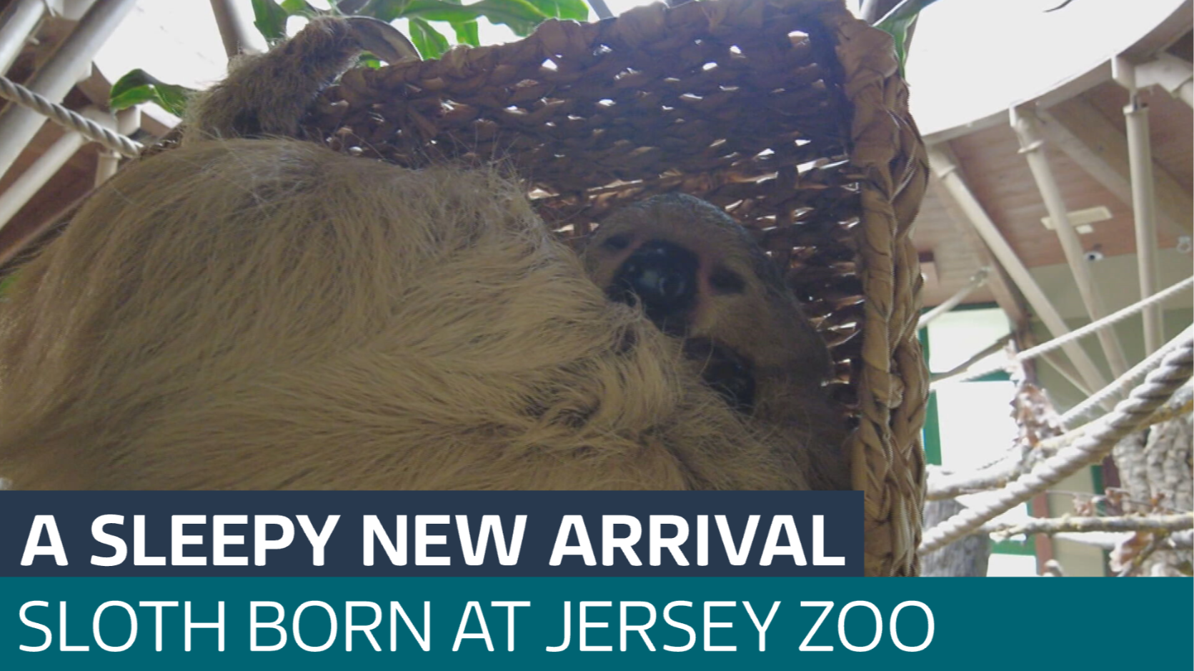 Jersey Zoo welcomes newest member of its sloth family - Latest From ITV ...