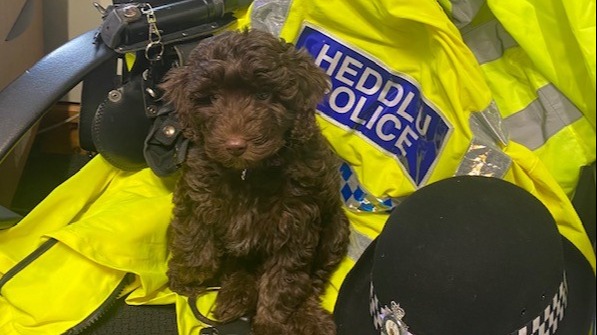 North Wales Police introduces force's first wellbeing dog to help ...