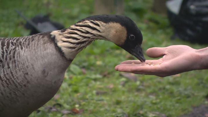Llanelli conservation project helping world's rarest species of goose ...