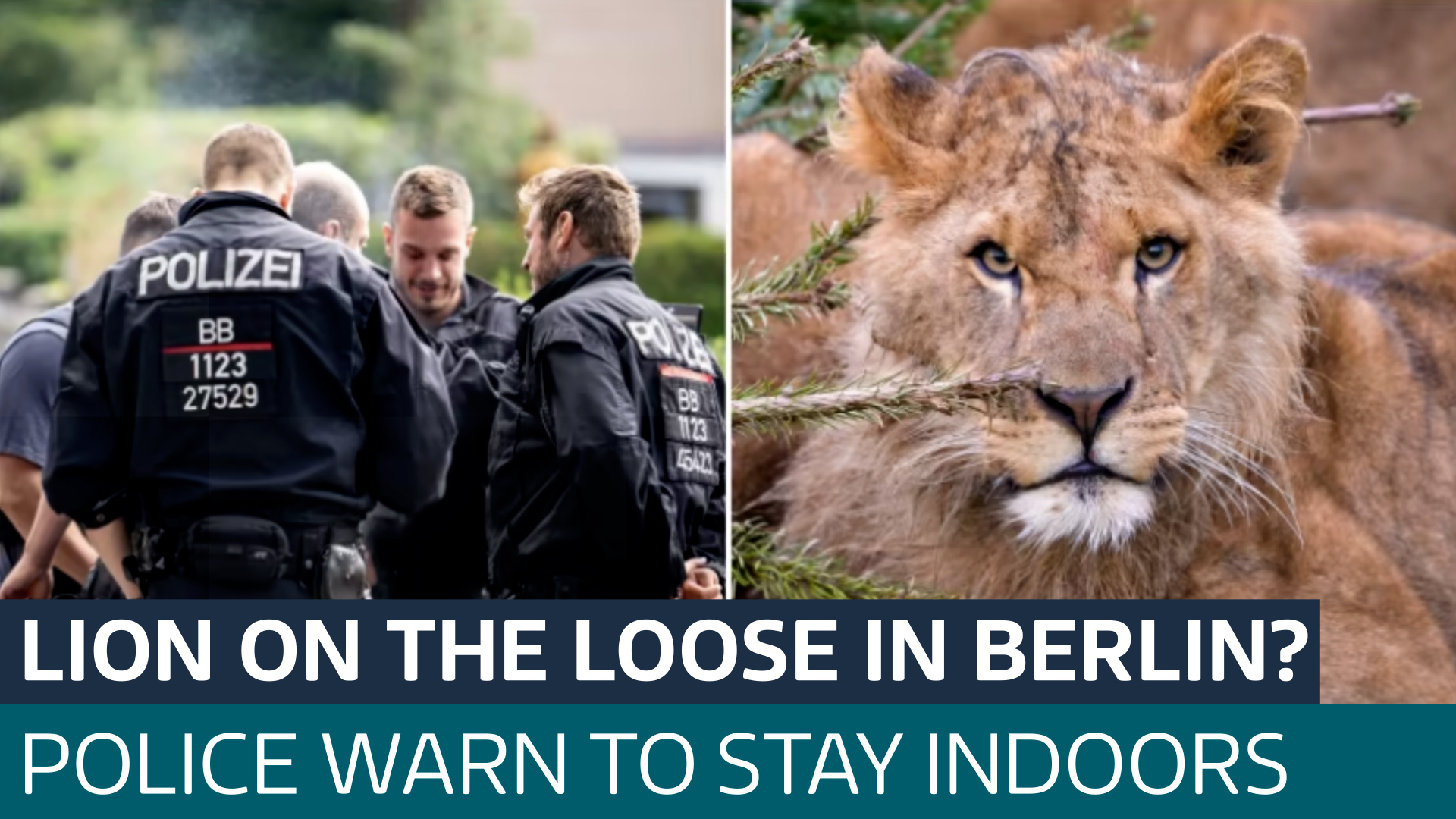 Huge police operation as authorities hunt 'escaped lion' in Berlin ...