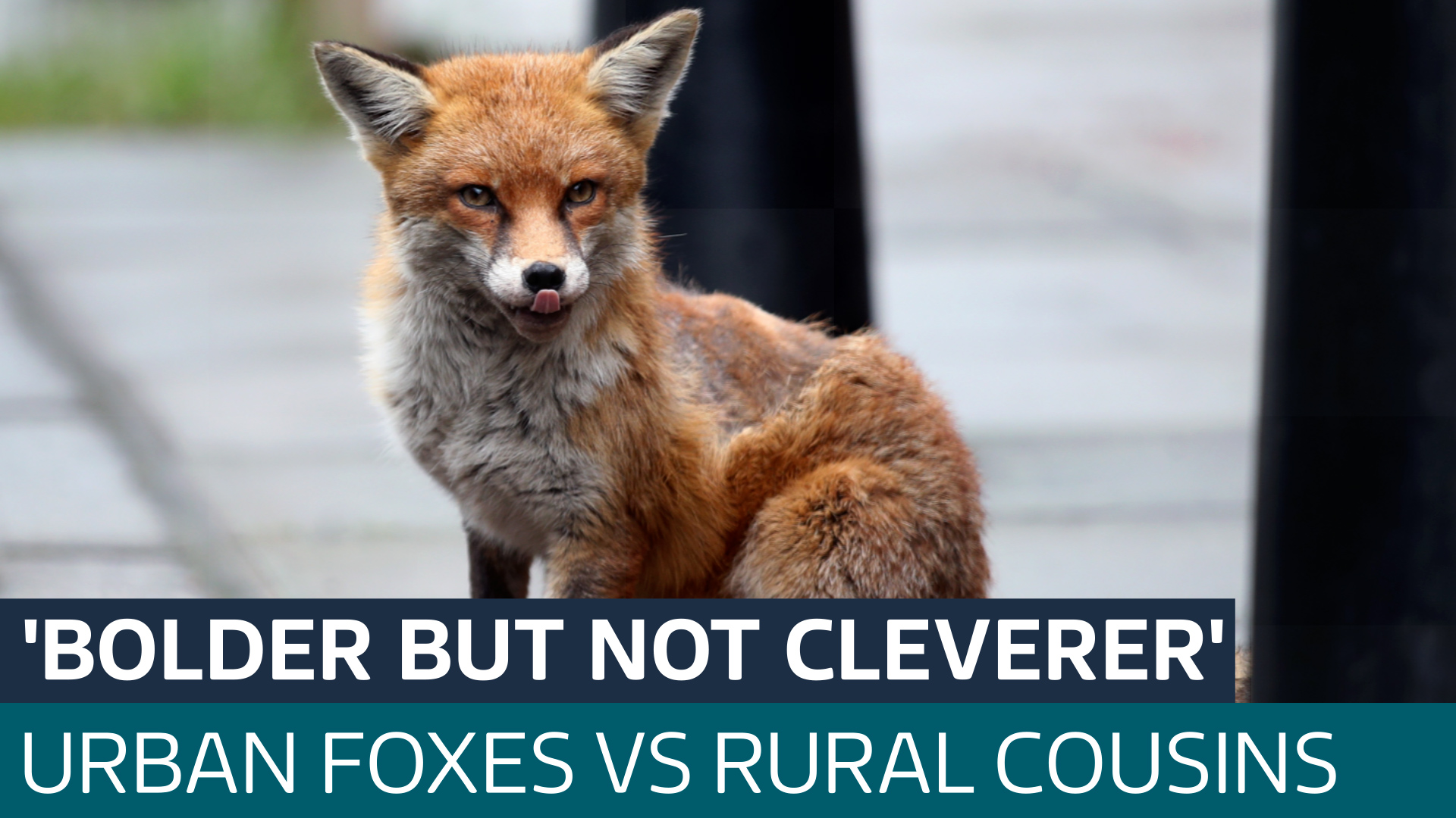 How the intelligence of urban foxes compares with their countryside ...