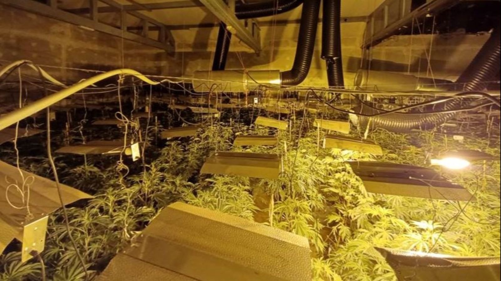 Huge Cannabis Farm Uncovered At An Unused Church In Coventry Itv News