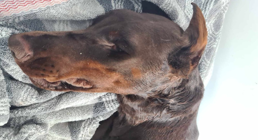 RSPCA appeal after dead doberman found in woods in Peterborough | ITV ...