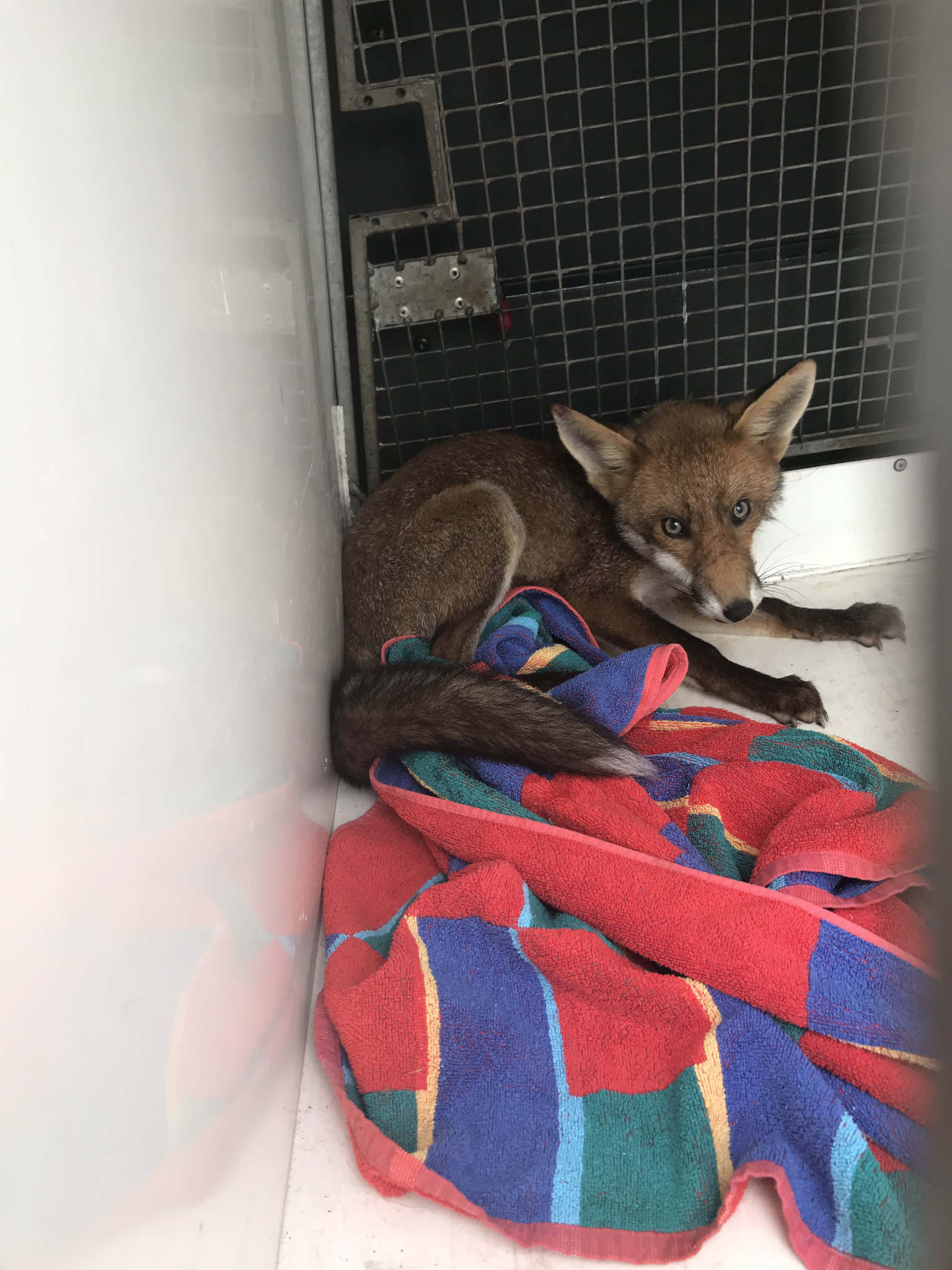 Fox almost strangled itself after getting trapped in football netting ...