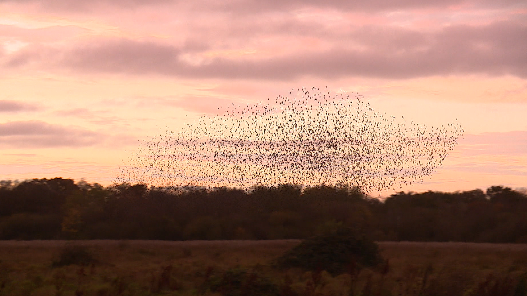 Stunning starling murmurations swirl through Suffolk skies | ITV News ...