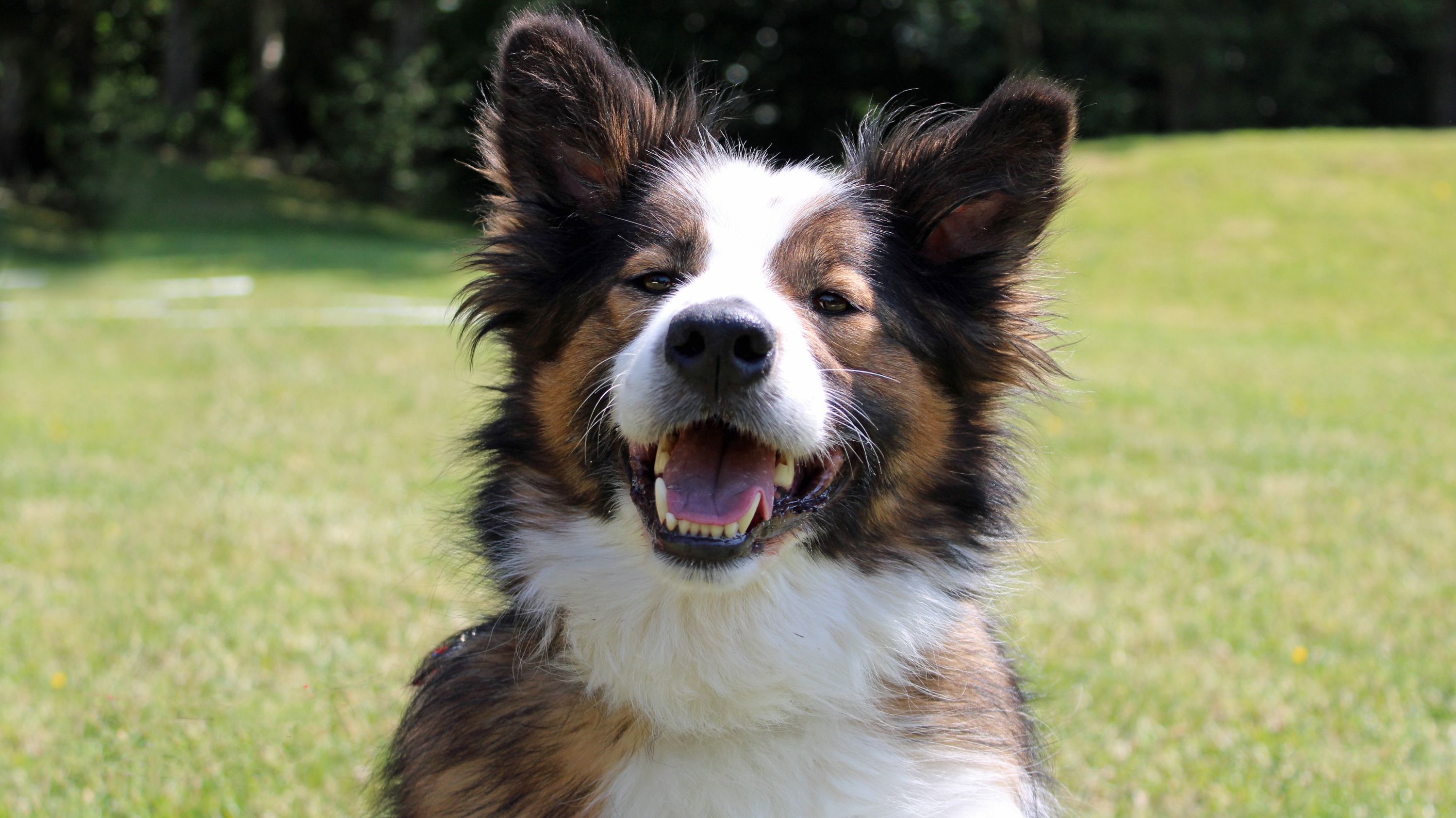 border collie merseyside