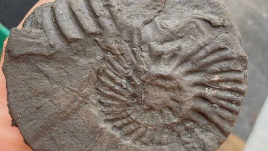 fossils iow