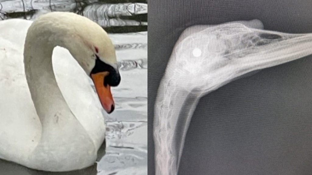 Essex charities plead for 'horrific' catapult animal attacks to stop ...