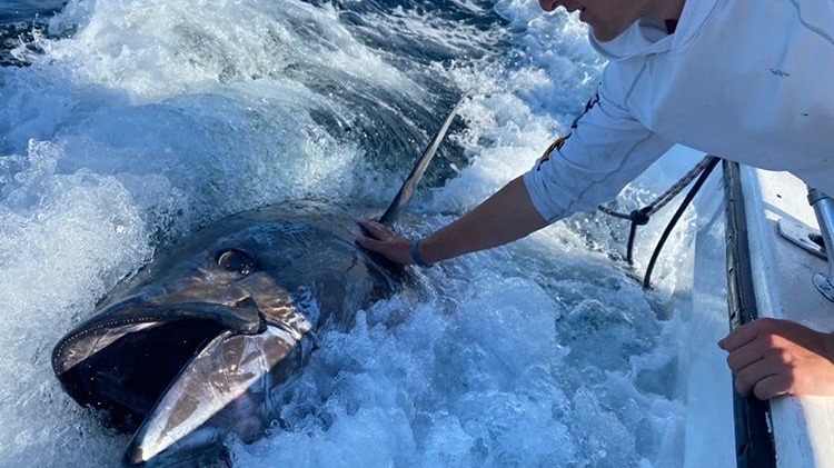 Teenagers reel in 700-pound tuna after seven-hour fight | ITV News