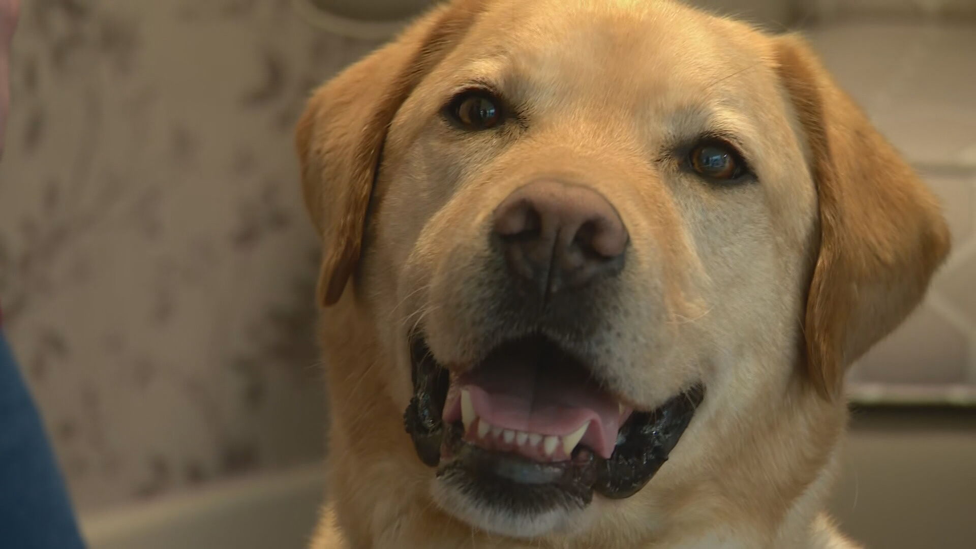 Hampshire charity launches appeal for 'puppy parents' to train assistance dogs | ITV News Meridian
