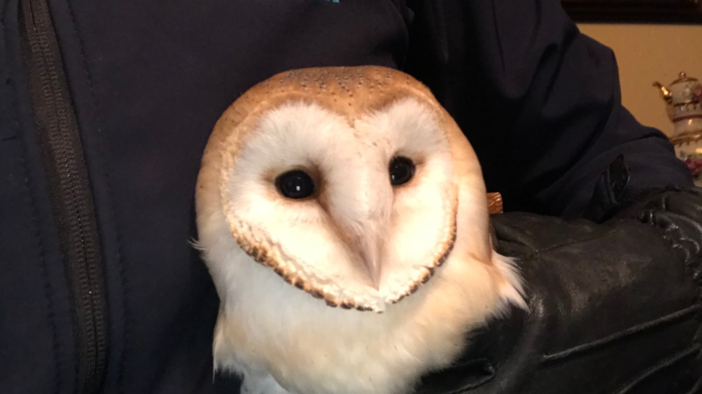 RSPCA rescue stuck Barn Owl in "nick of time" | ITV News Granada