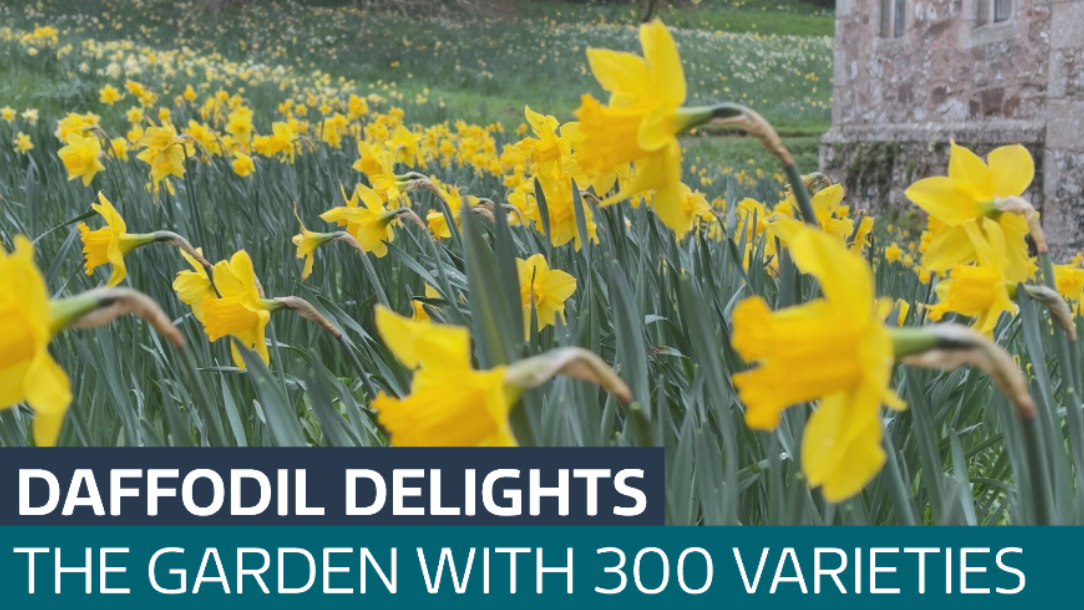 The historic house boasting more than 300 varieties of daffodils ...