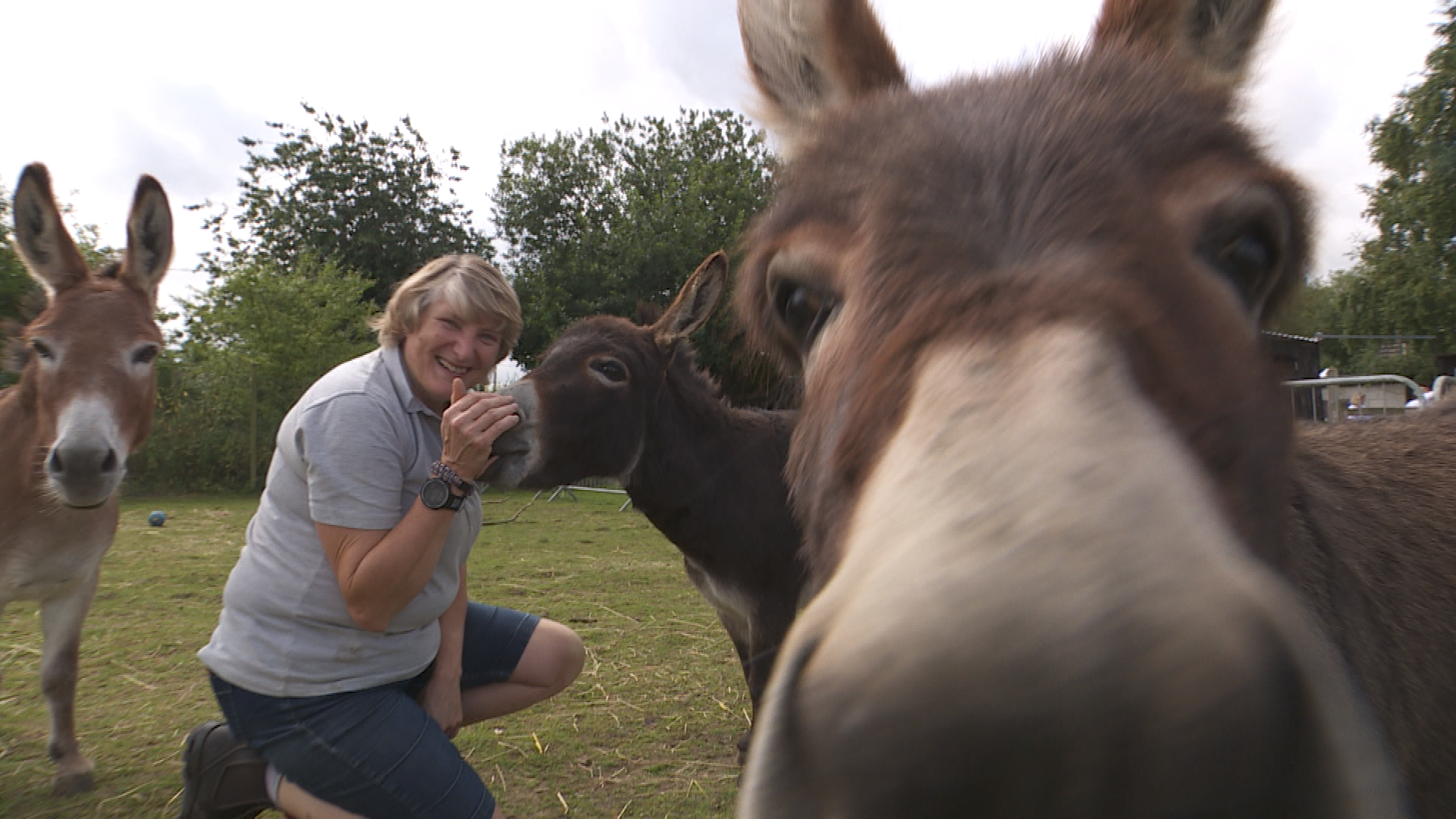 Donkeys | agmatters