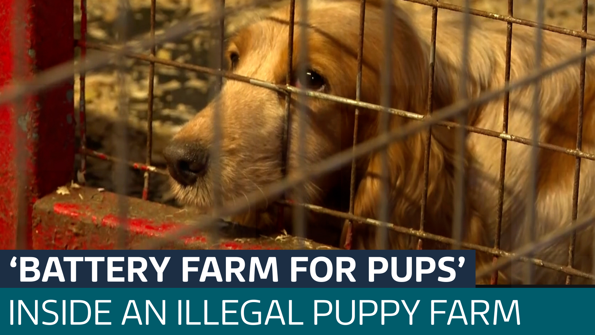 See inside an illegal puppy farm - as charities call for pet owners to ...