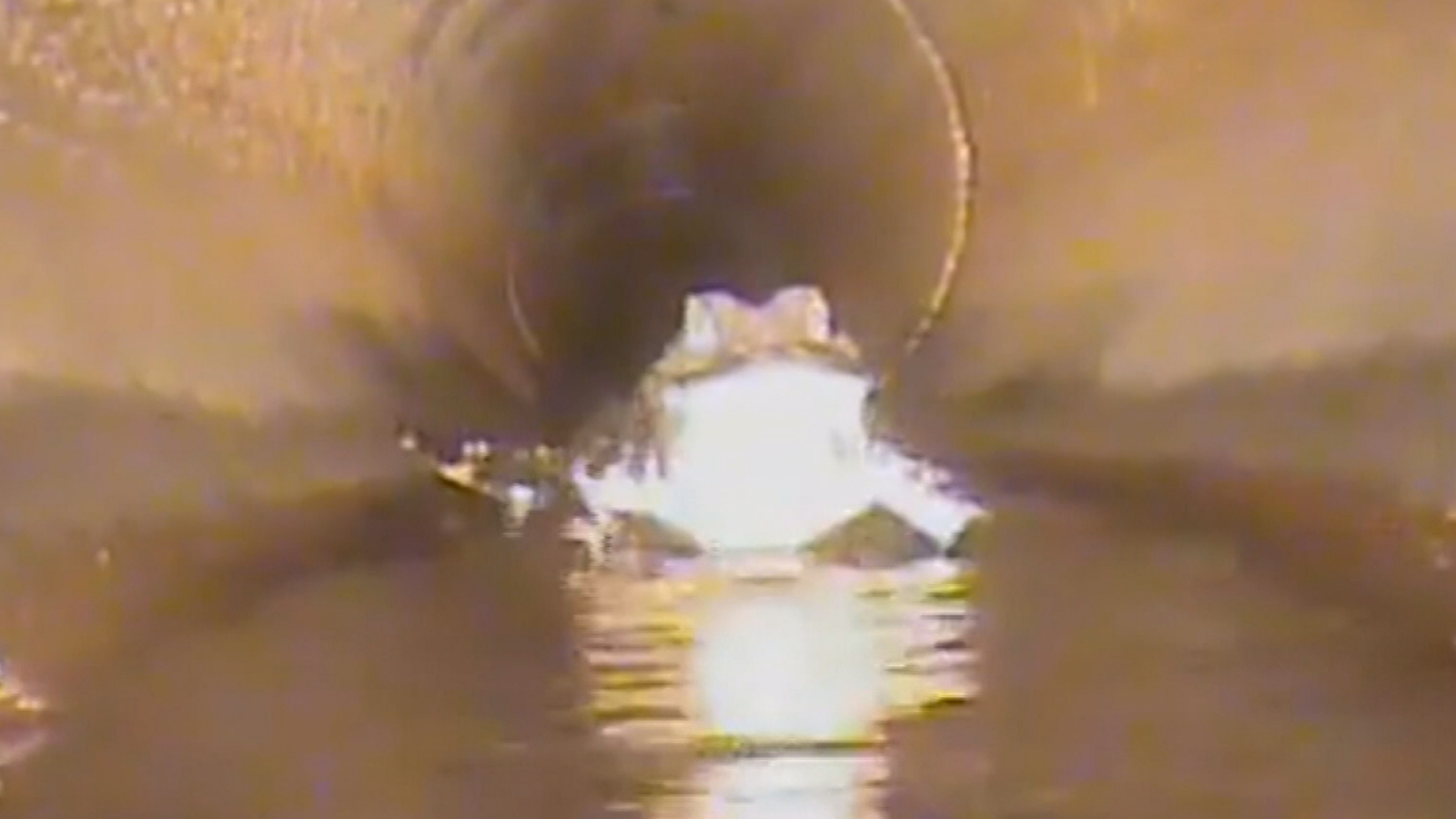 Robot camera discovers 5ft alligator in Florida storm water pipe | ITV News