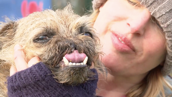 Vets remove Barnsley dog Yogi's nose to save his life | ITV News Calendar