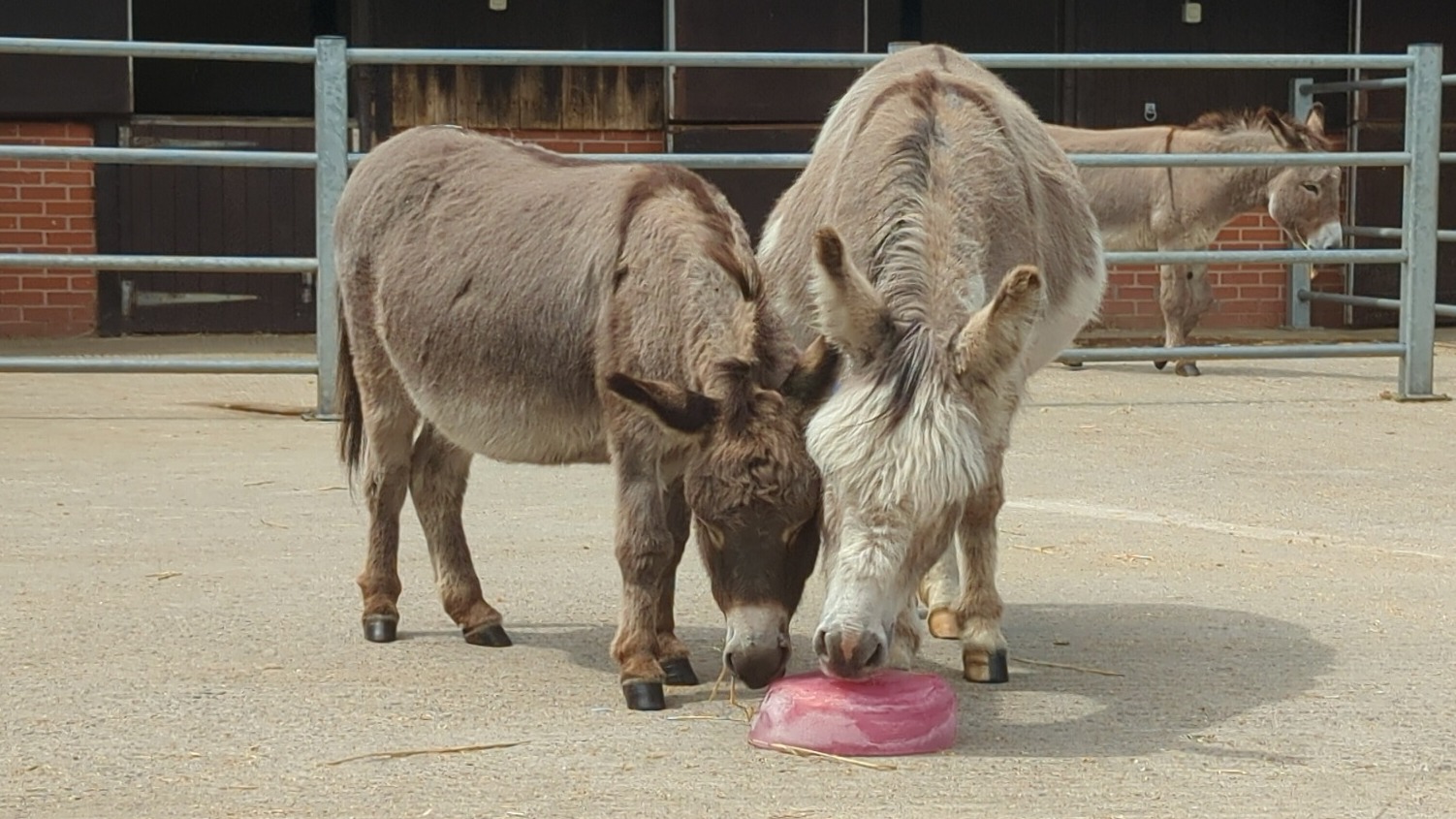 Donkeys at Manchester sanctuary cool off with veggie ice lollies as ...