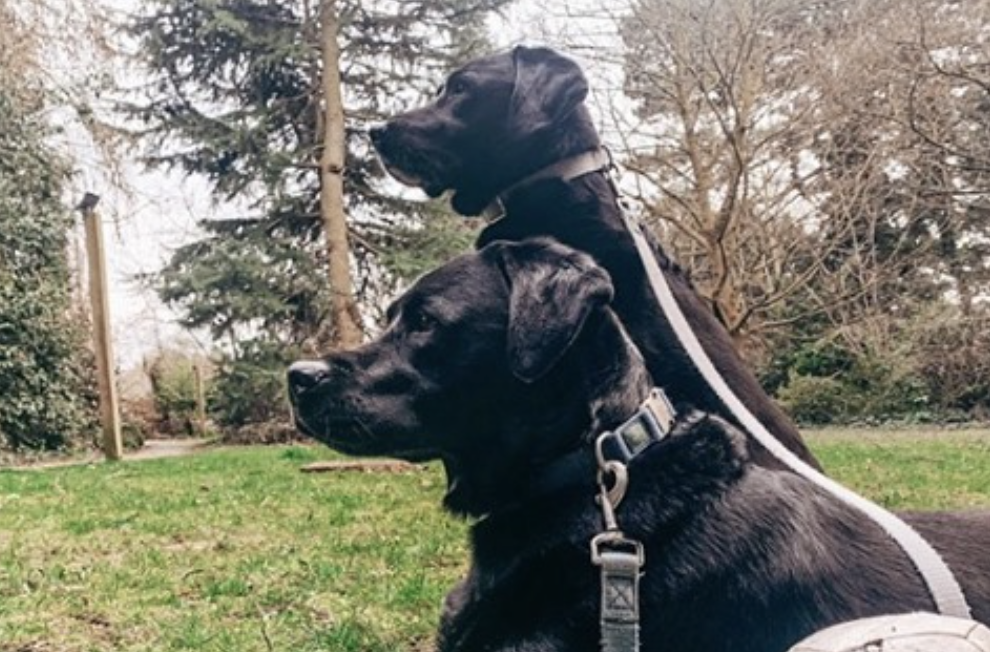 CCTV shows moment dog thieves steal two pets from outside M&S | ITV ...