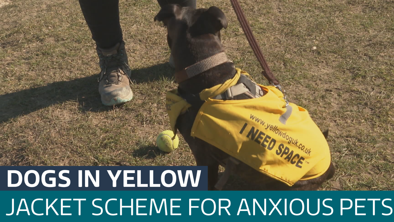 Scheme introduced in Ashdown Forest to help identify anxious animals ...