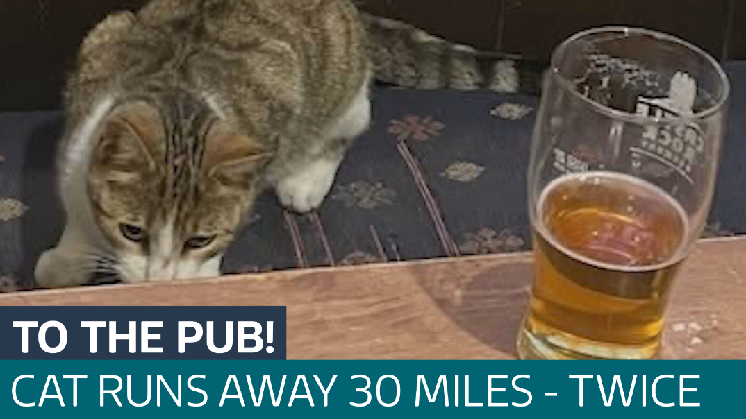 Runaway cat turns up in Nottingham pub more than 30 miles from home ...