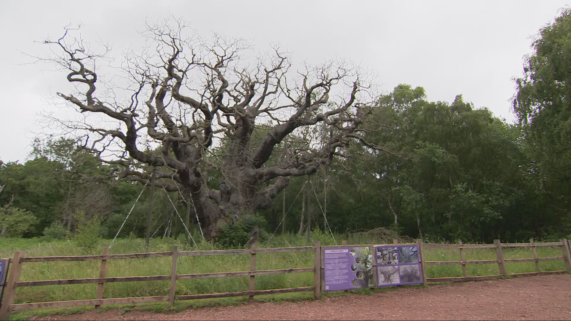 'A lasting legacy': Robin Hood’s Major Oak tree in Sherwood Forest ...