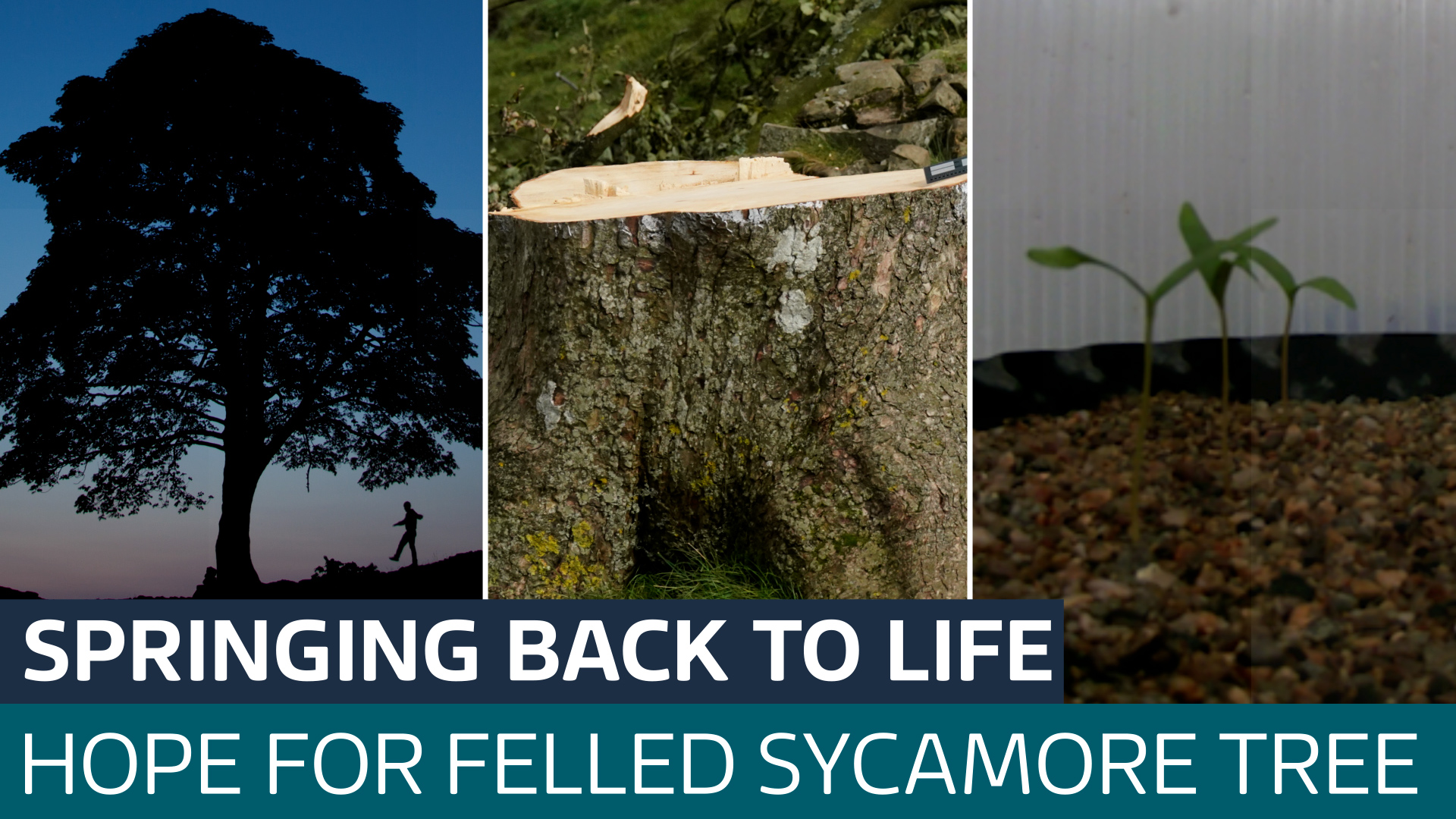 Hopes for a future for the felled Sycamore Gap tree as new seedlings ...