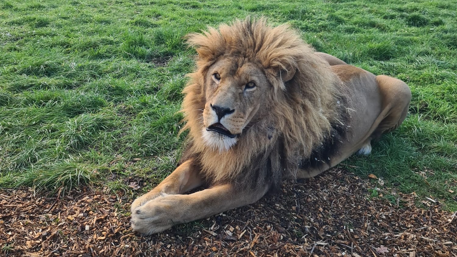 Simba the lion who was rescued by Yorkshire Wildlife Park in Doncaster ...