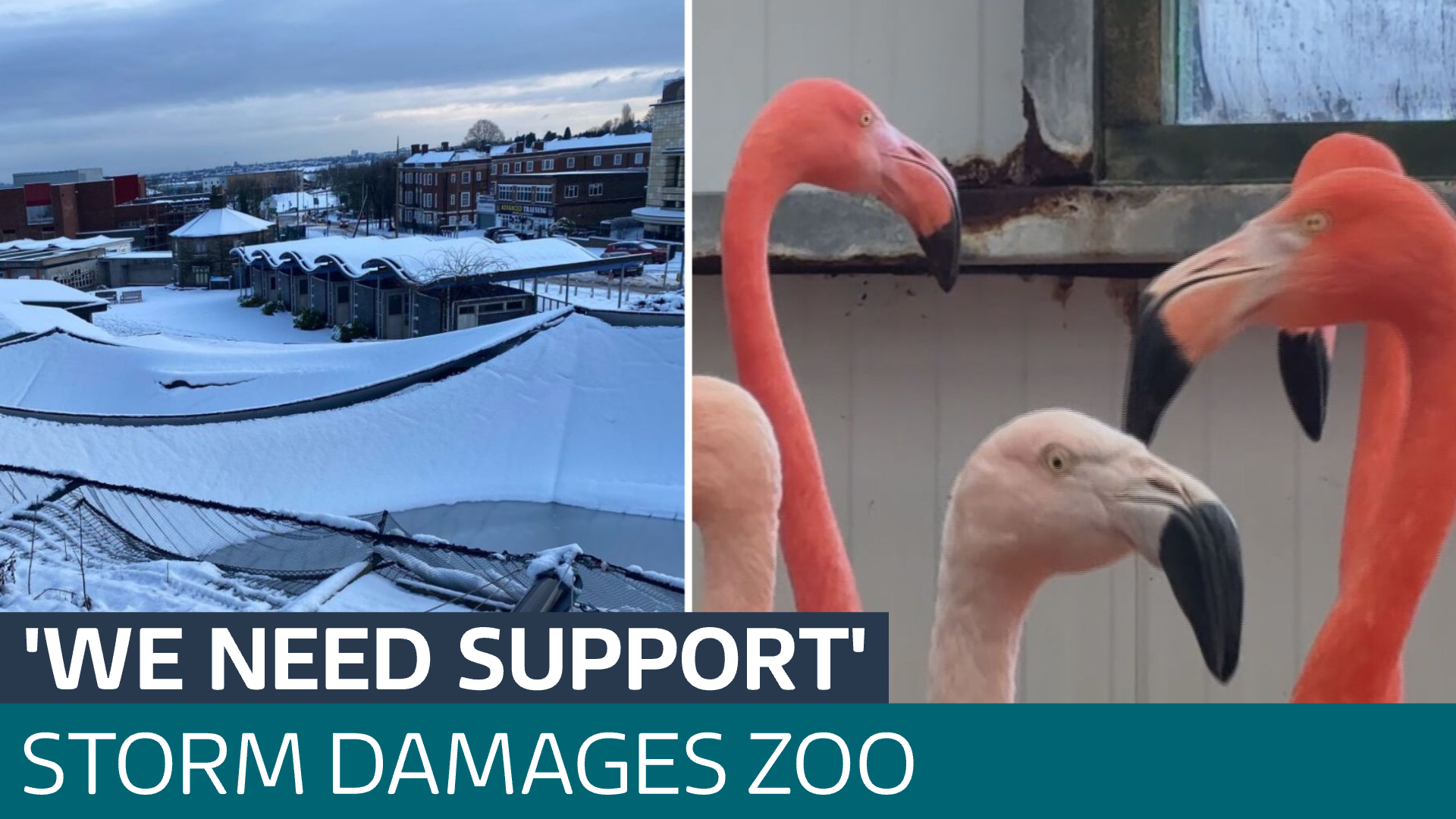Storm Goretti leaves Dudley Zoo with £75,000 bill after Flamingo Falls ...