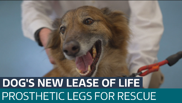 Dog gets new lease of life after being fitted with prosthetic legs ...