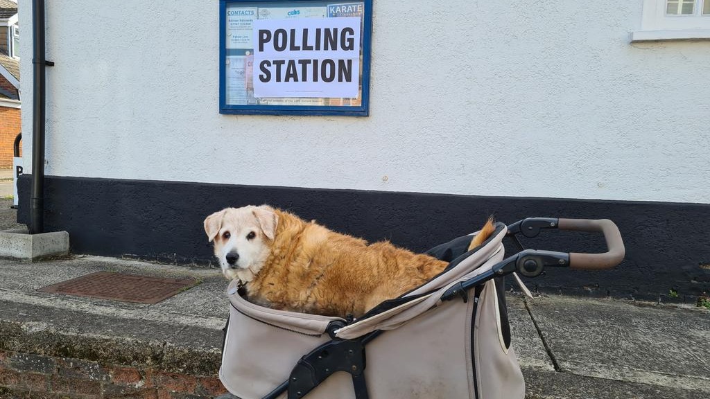 Dog in pram among those pictured at polling stations as voting underway ...