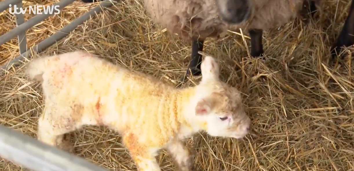 Watch as wobbly 5-minute-old Texel cross lamb born on Easter Monday ...