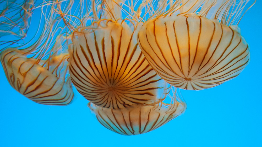 'Flying jellyfish' drone designed by scientists | ITV News