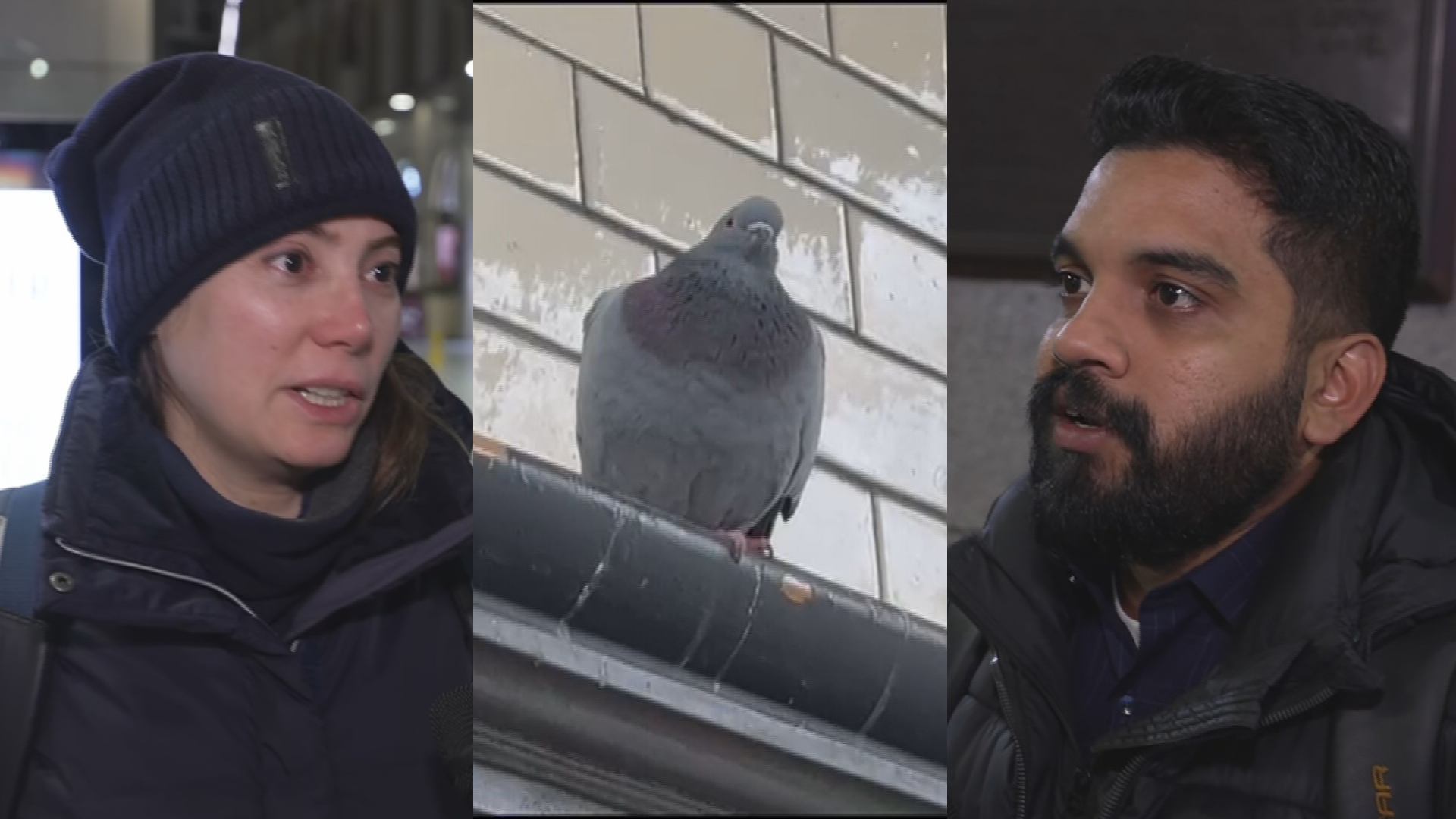 'Killing is never an option': Investigation into pigeon cull at ...