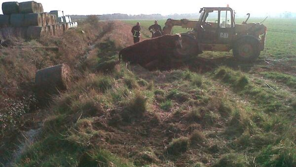 Firefighters rescue bull from ditch | ITV News Calendar