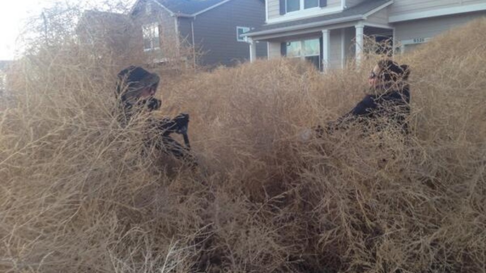 Tumbleweed outbreak rolls through Colorado | ITV News